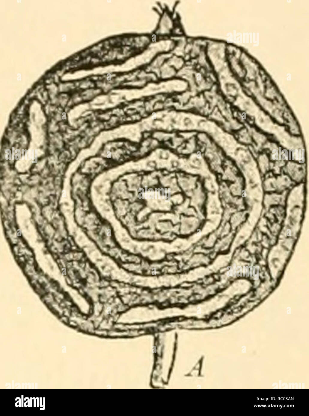 . Diseases of plants induced by cryptogamic parasites; introduction to ...