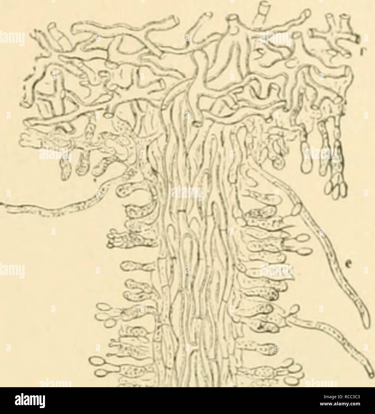. Diseases of plants induced by cryptogamic parasites; introduction to ...