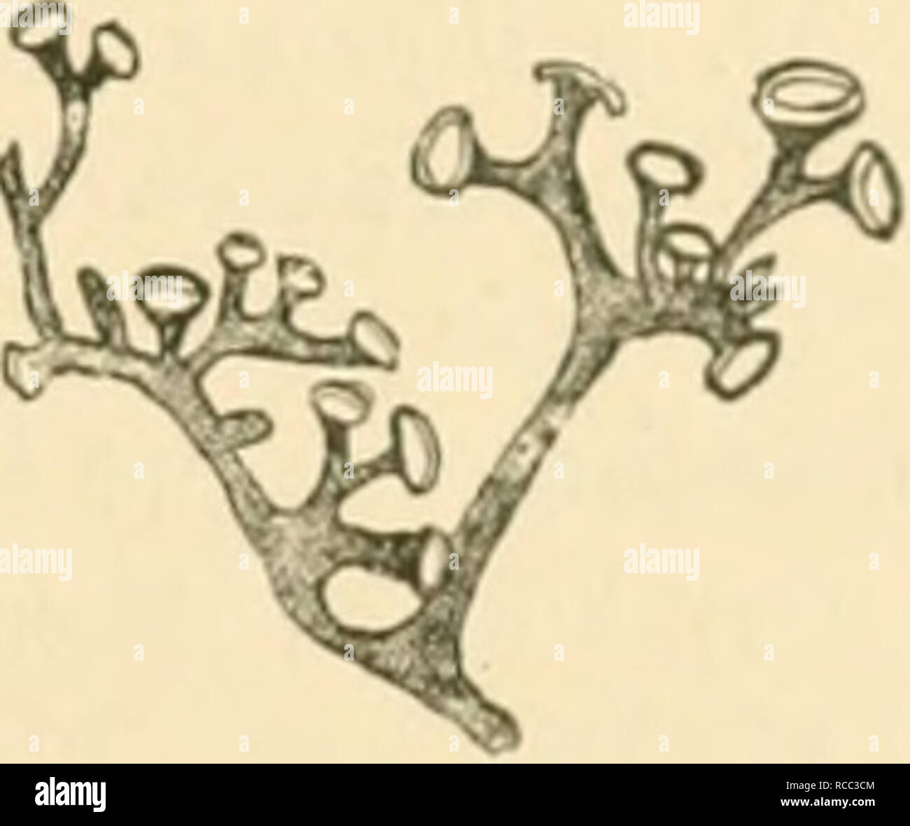 . Diseases of plants induced by cryptogamic parasites; introduction to ...