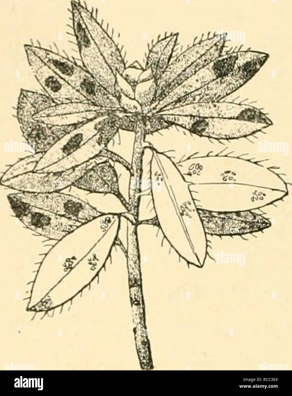 . Diseases of plants induced by cryptogamic parasites; introduction to ...