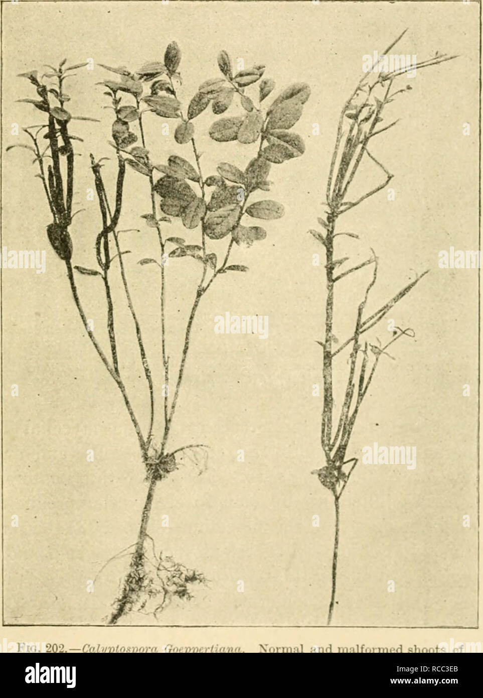 . Diseases of plants induced by cryptogamic parasites; introduction to ...