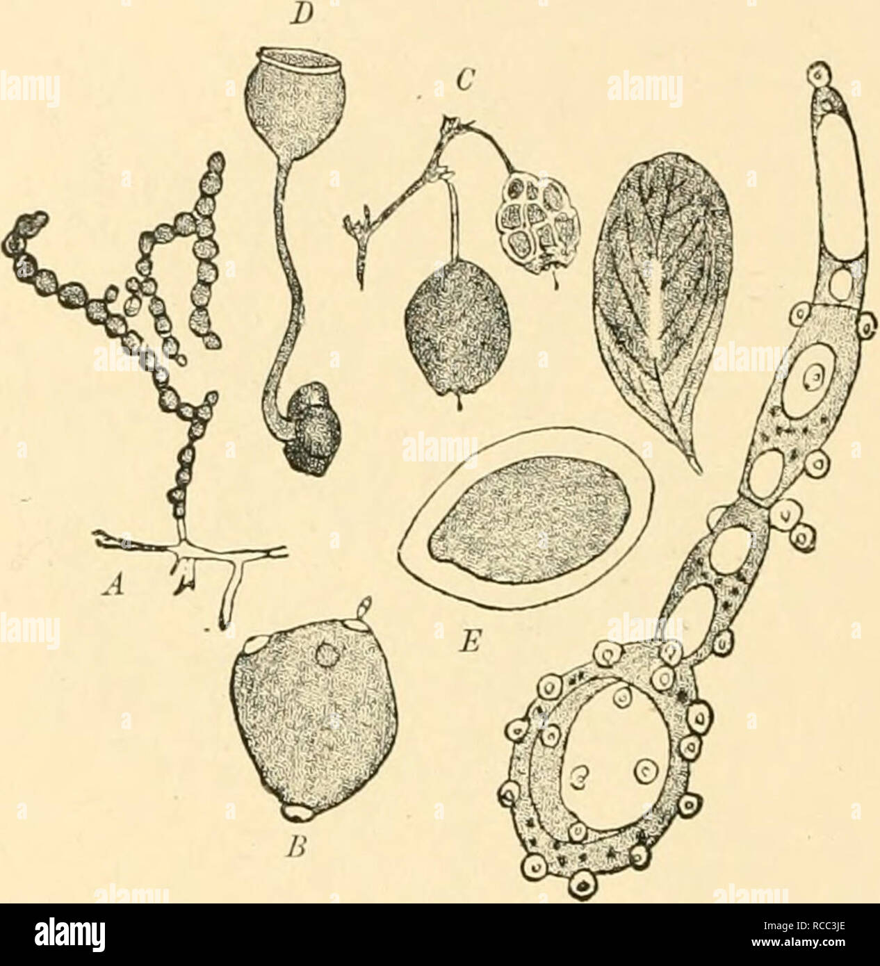 . Diseases of plants induced by cryptogamic parasites; introduction to ...