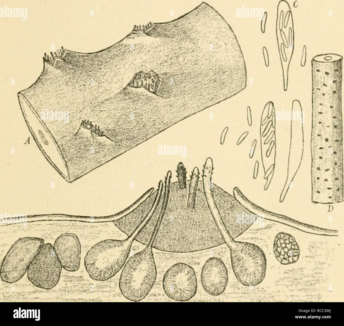 . Diseases of plants induced by cryptogamic parasites; introduction to ...