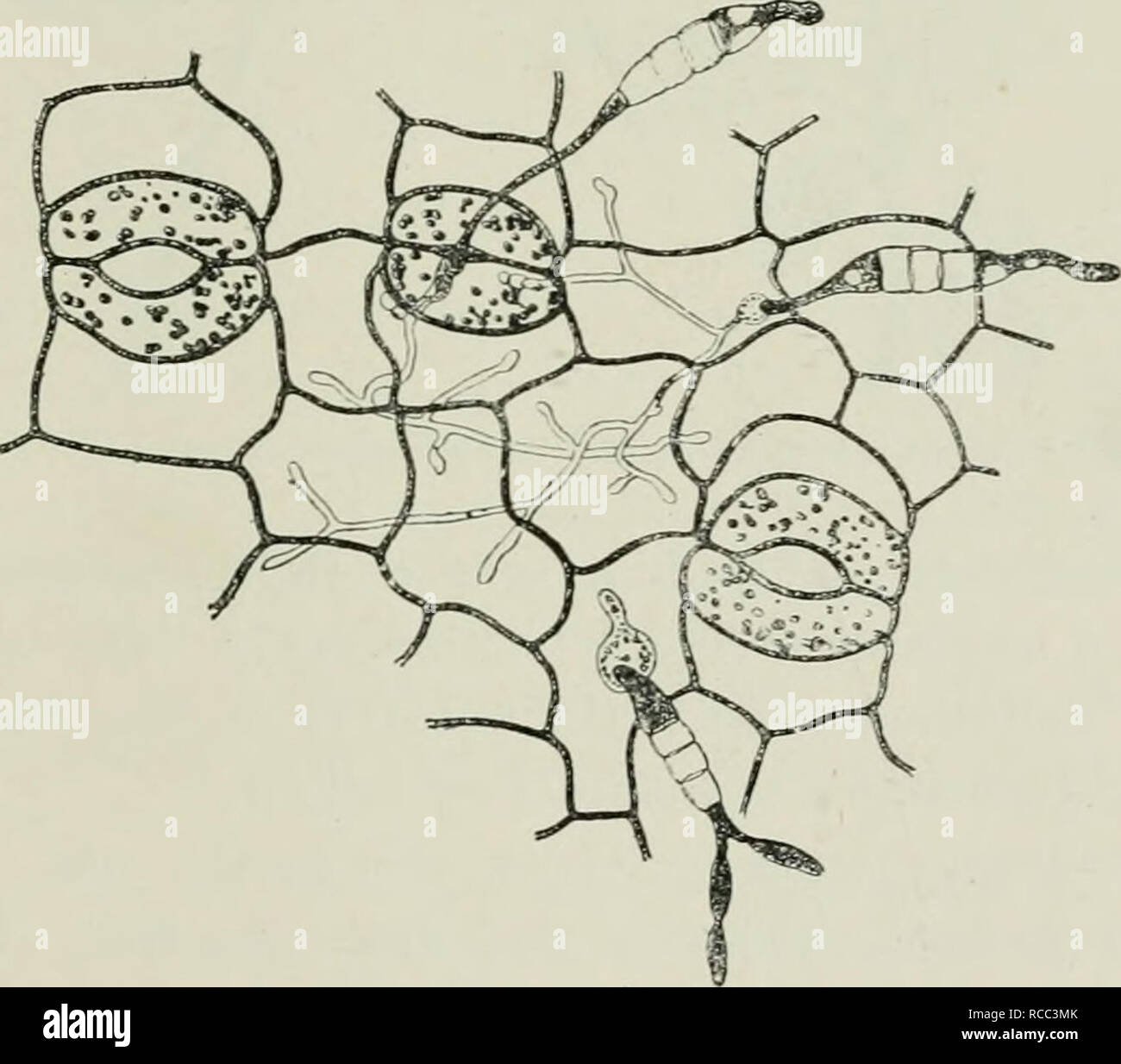 Basidial fungi hi-res stock photography and images - Alamy