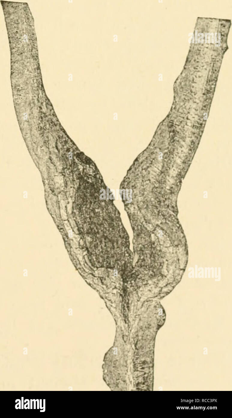 Parasitic infection branch hi-res stock photography and images - Alamy
