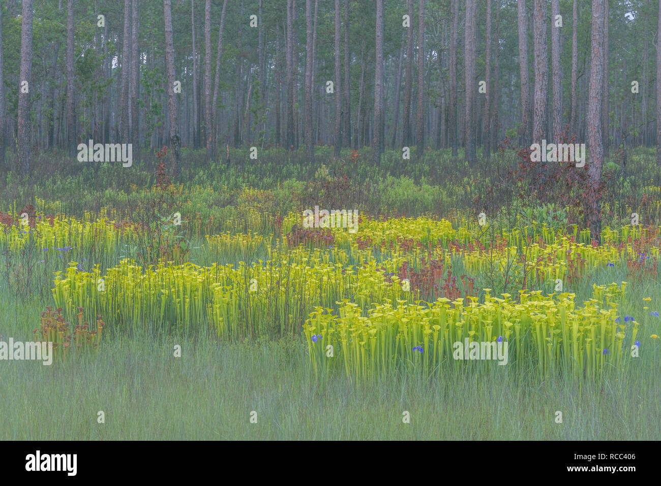Yellow Trumpet Pitcher plants (Sarracenia flava) Post burn growth on a ...