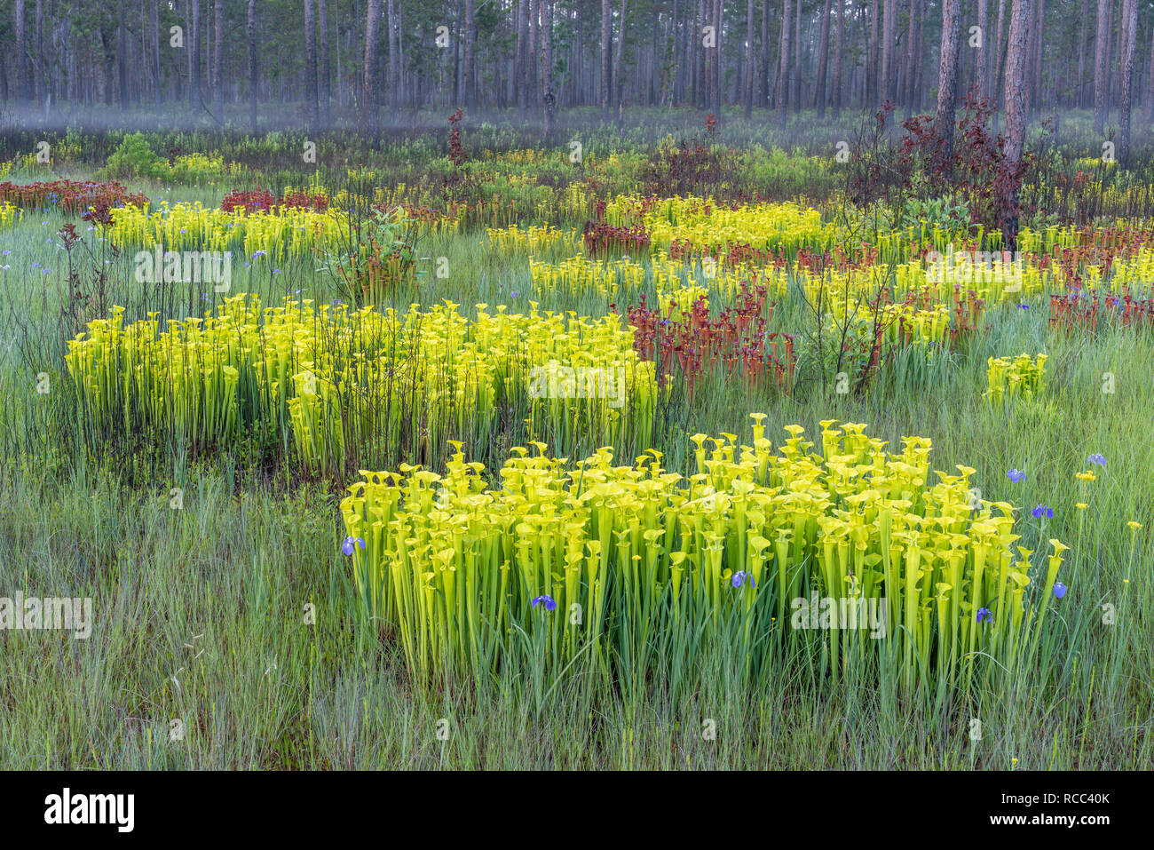 Yellow Trumpet Pitcher plants (Sarracenia flava) Post burn growth on a ...