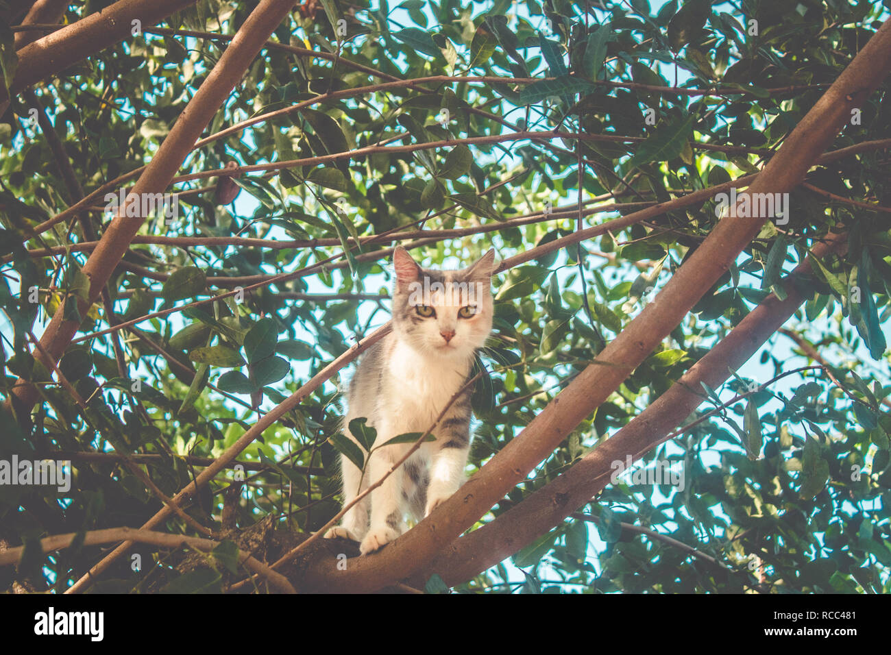 Little young cat climbing on tree looking down to the camera Stock ...