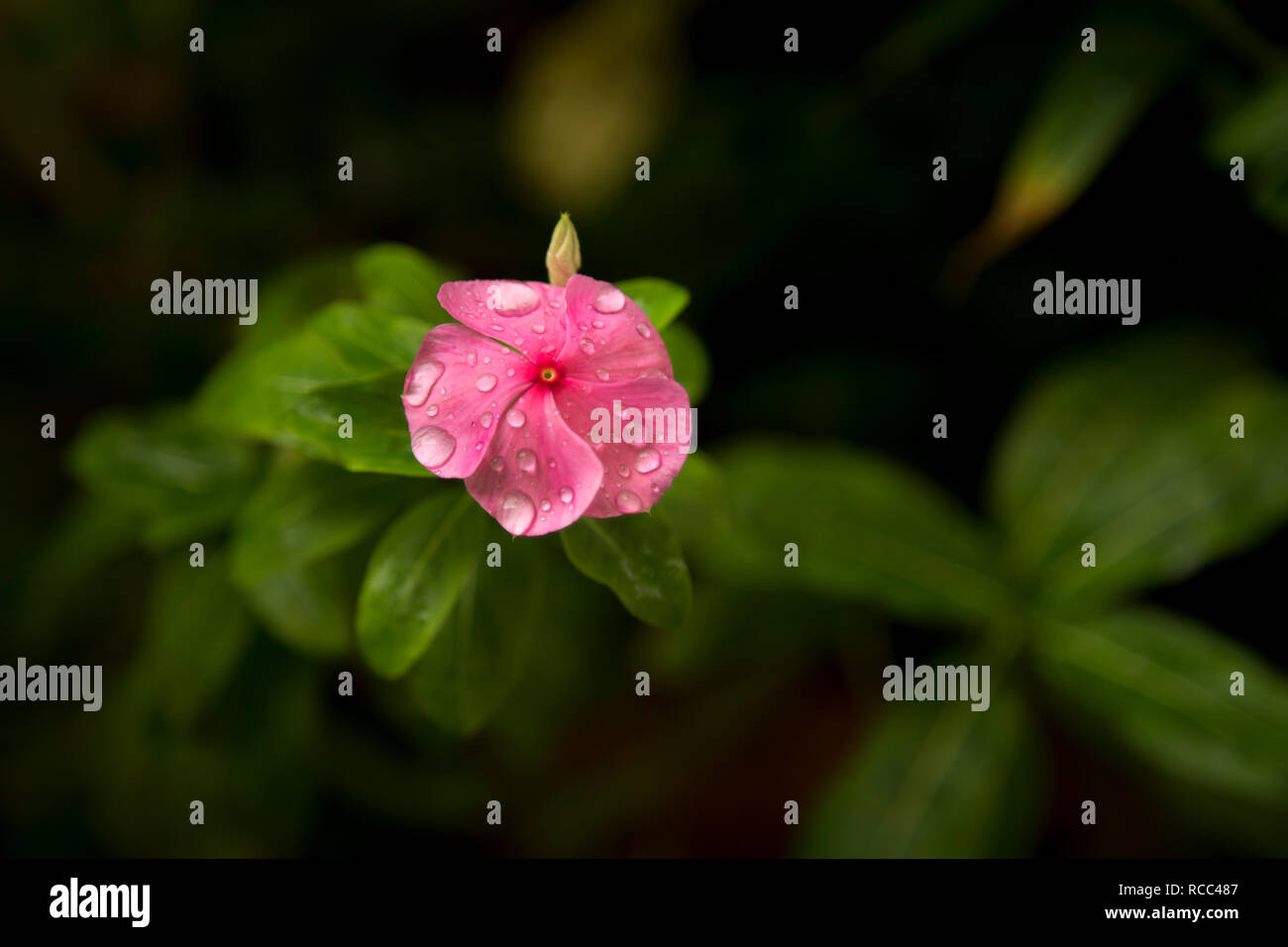 Flowers in the rain, Chulas, Catharanthus roseus Stock Photo - Alamy