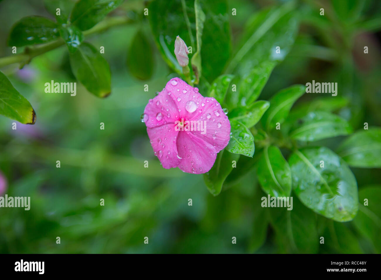 Flowers in the rain, Chulas, Catharanthus roseus Stock Photo - Alamy