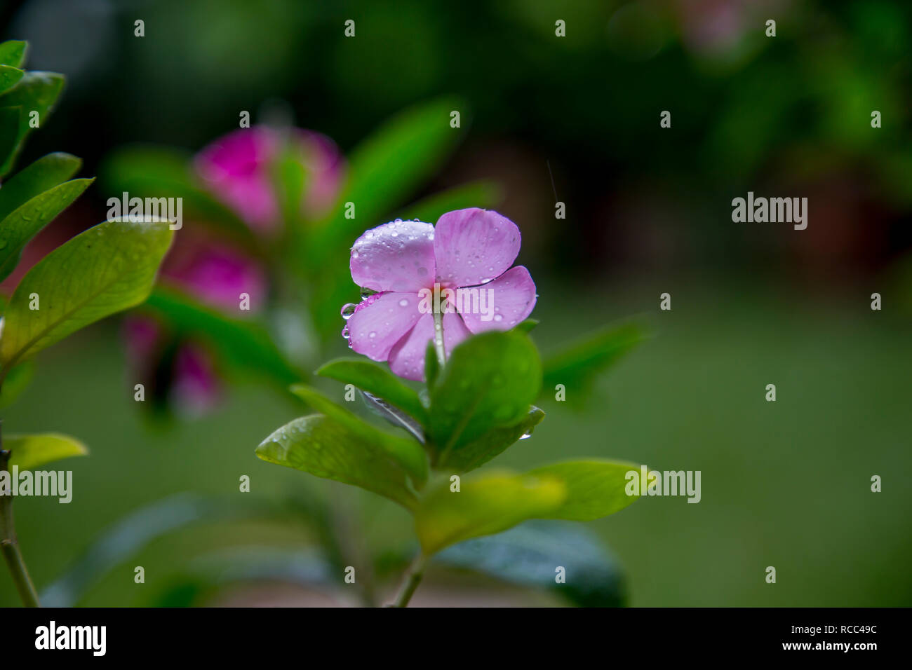 Flowers in the rain, Chulas, Catharanthus roseus Stock Photo - Alamy