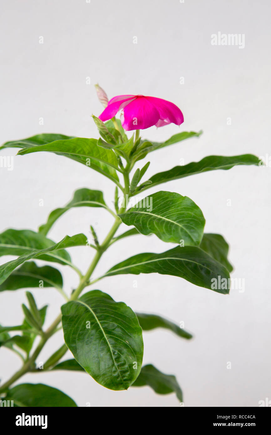 Pink flower, white background, Chulas (Catharanthus roseus Stock Photo ...