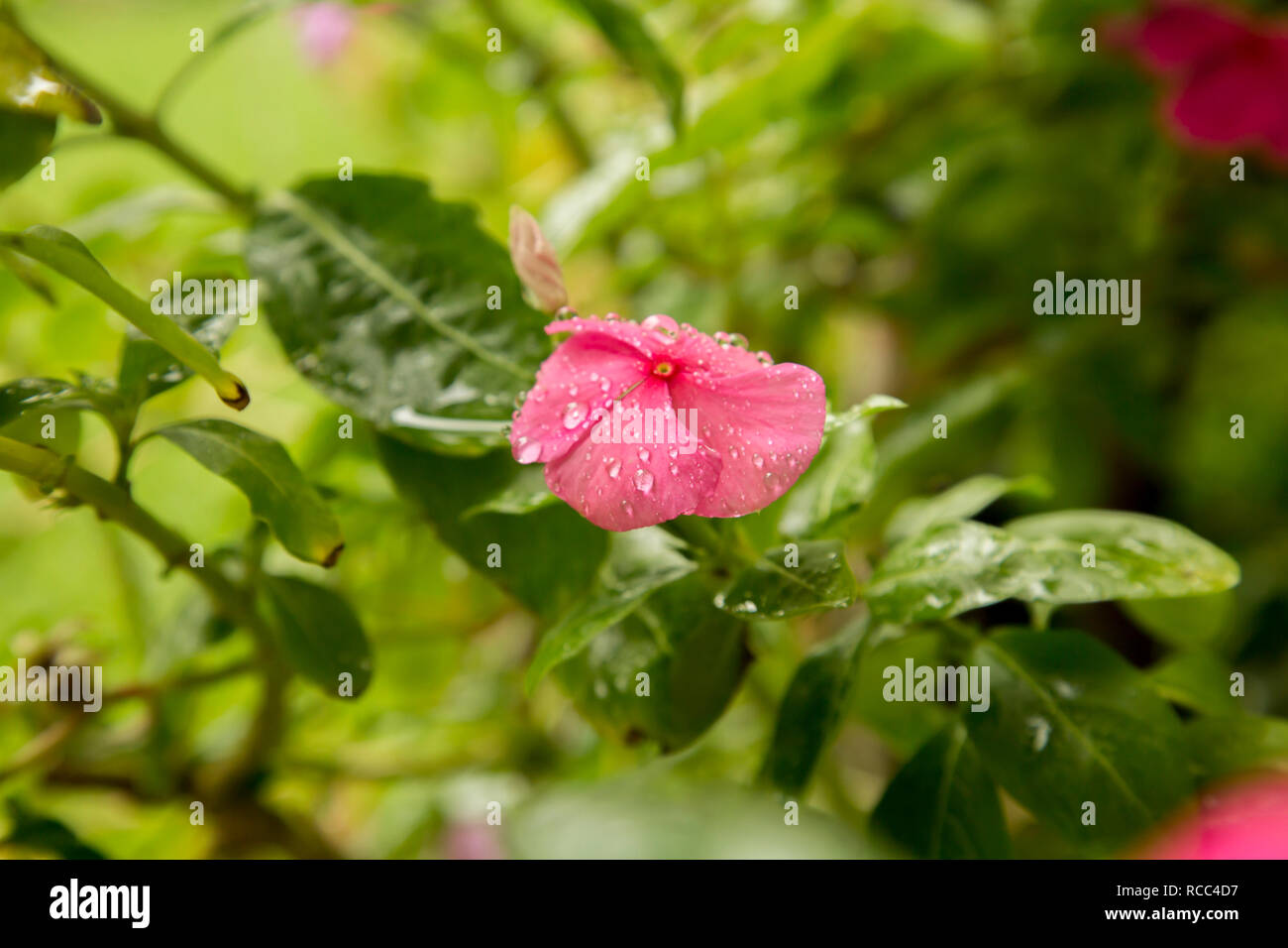 Flowers in the rain, Chulas, Catharanthus roseus Stock Photo - Alamy