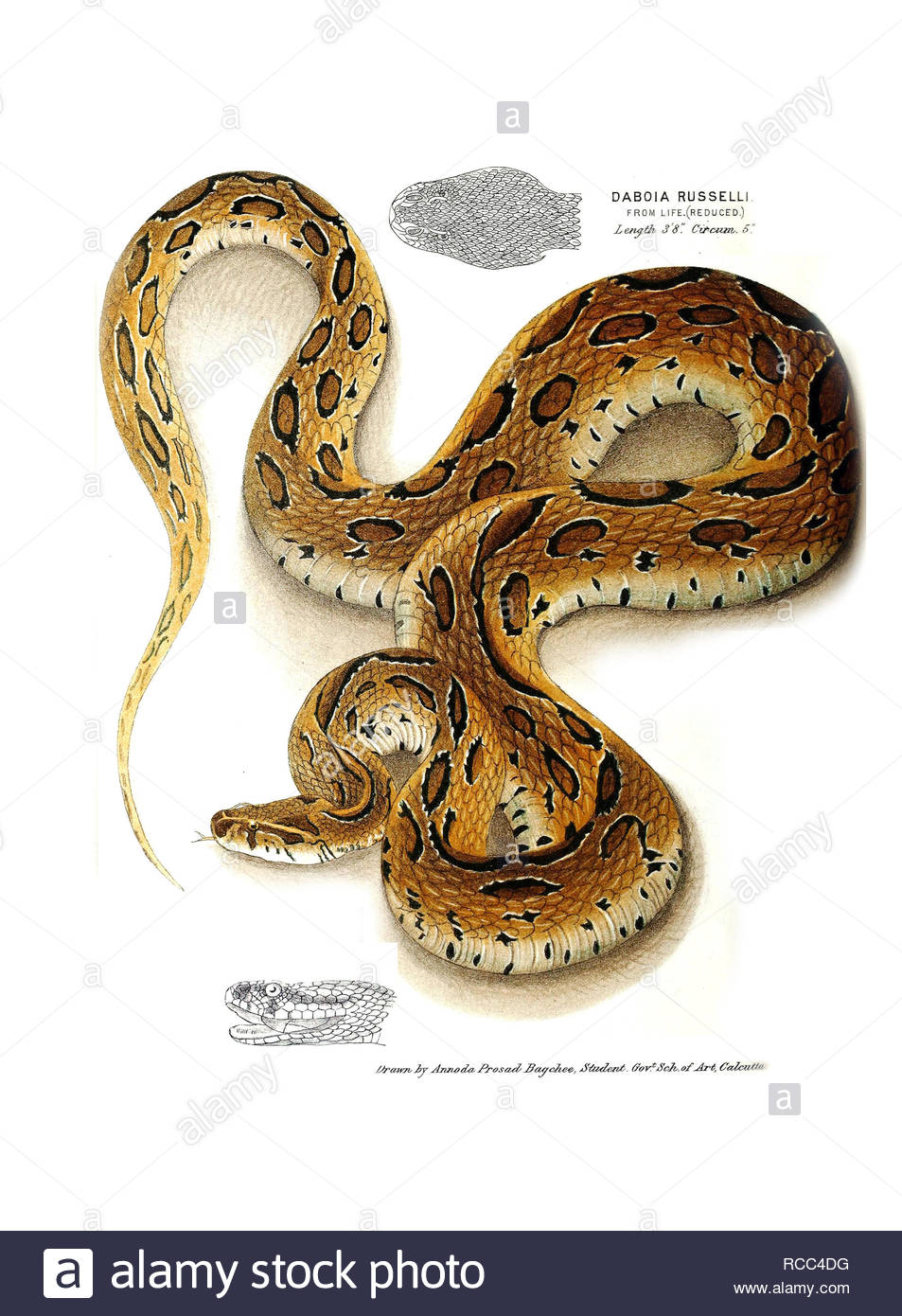 Russells Viper Stock Photos & Russells Viper Stock Images - Alamy