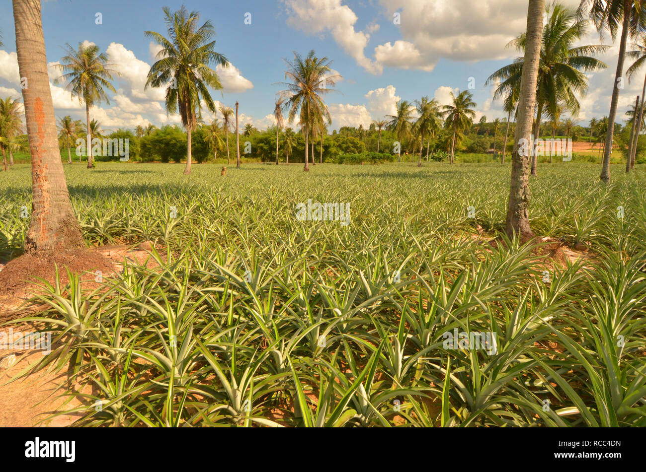 Growing here on a large plantation here in an agricultural area of ...