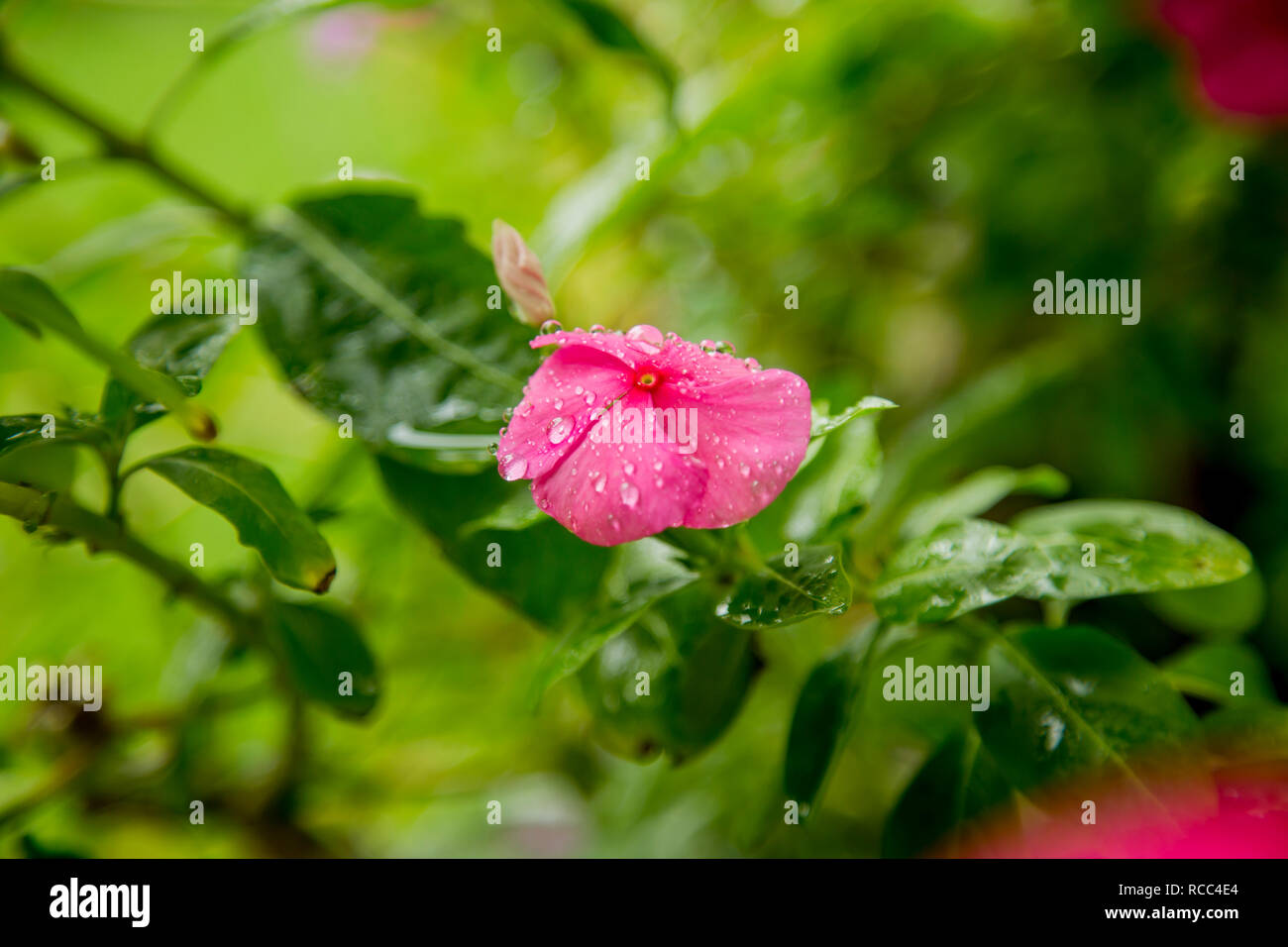 Flowers in the rain, Chulas, Catharanthus roseus Stock Photo - Alamy