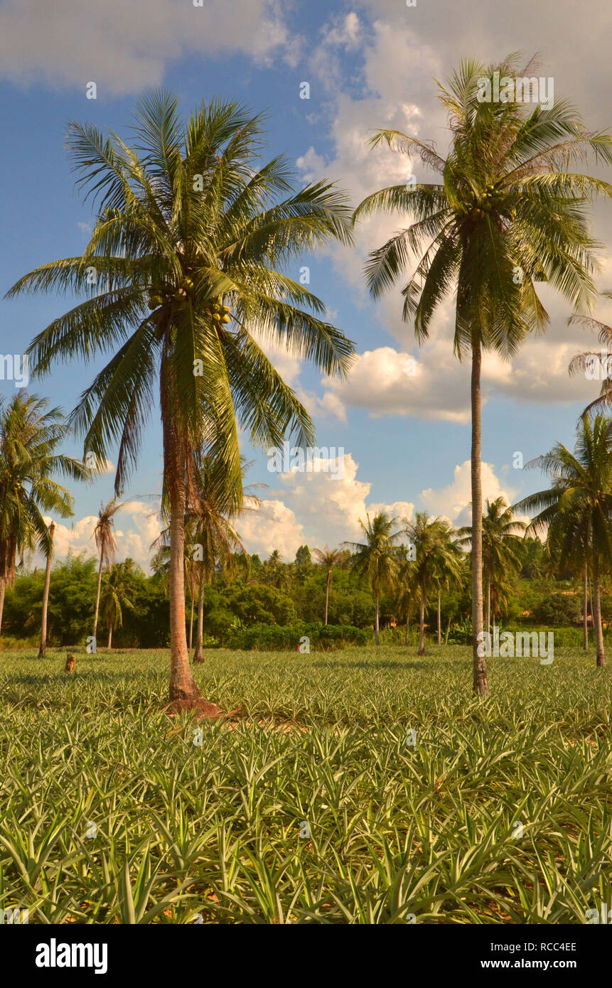 Growing here on a large plantation here in an agricultural area of ...