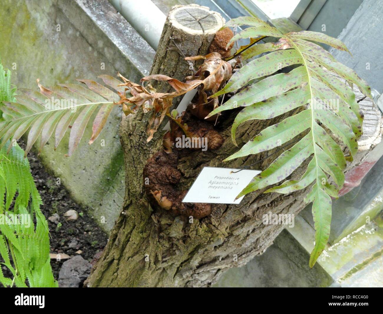 Aglaomorpha meyeniana hi-res stock photography and images - Alamy
