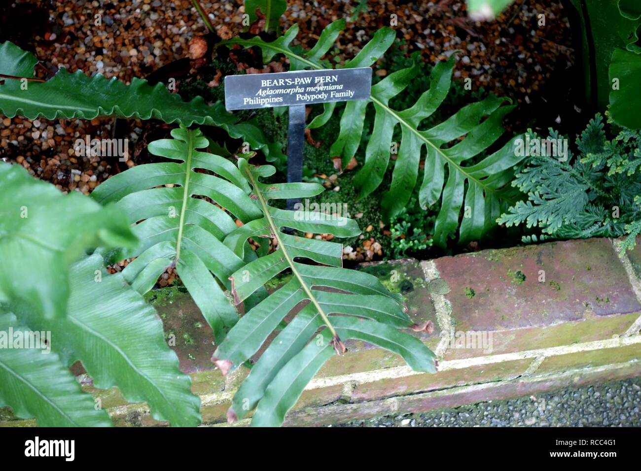 Aglaomorpha Stock Photos & Aglaomorpha Stock Images - Alamy