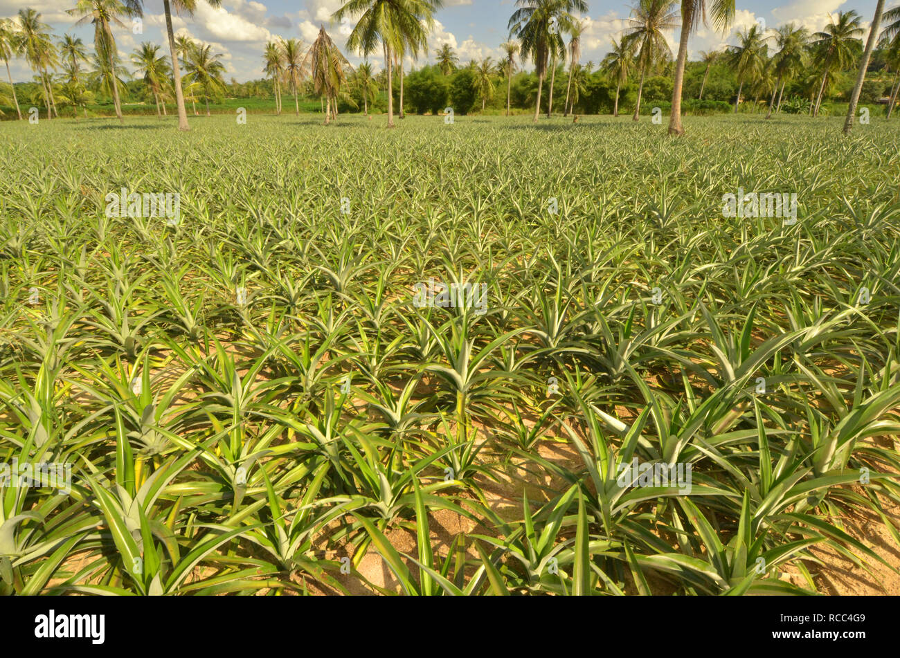 Growing here on a large plantation here in an agricultural area of ...