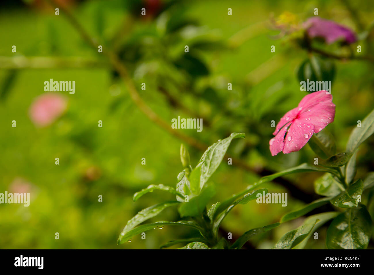 Flowers in the rain, Chulas, Catharanthus roseus Stock Photo - Alamy