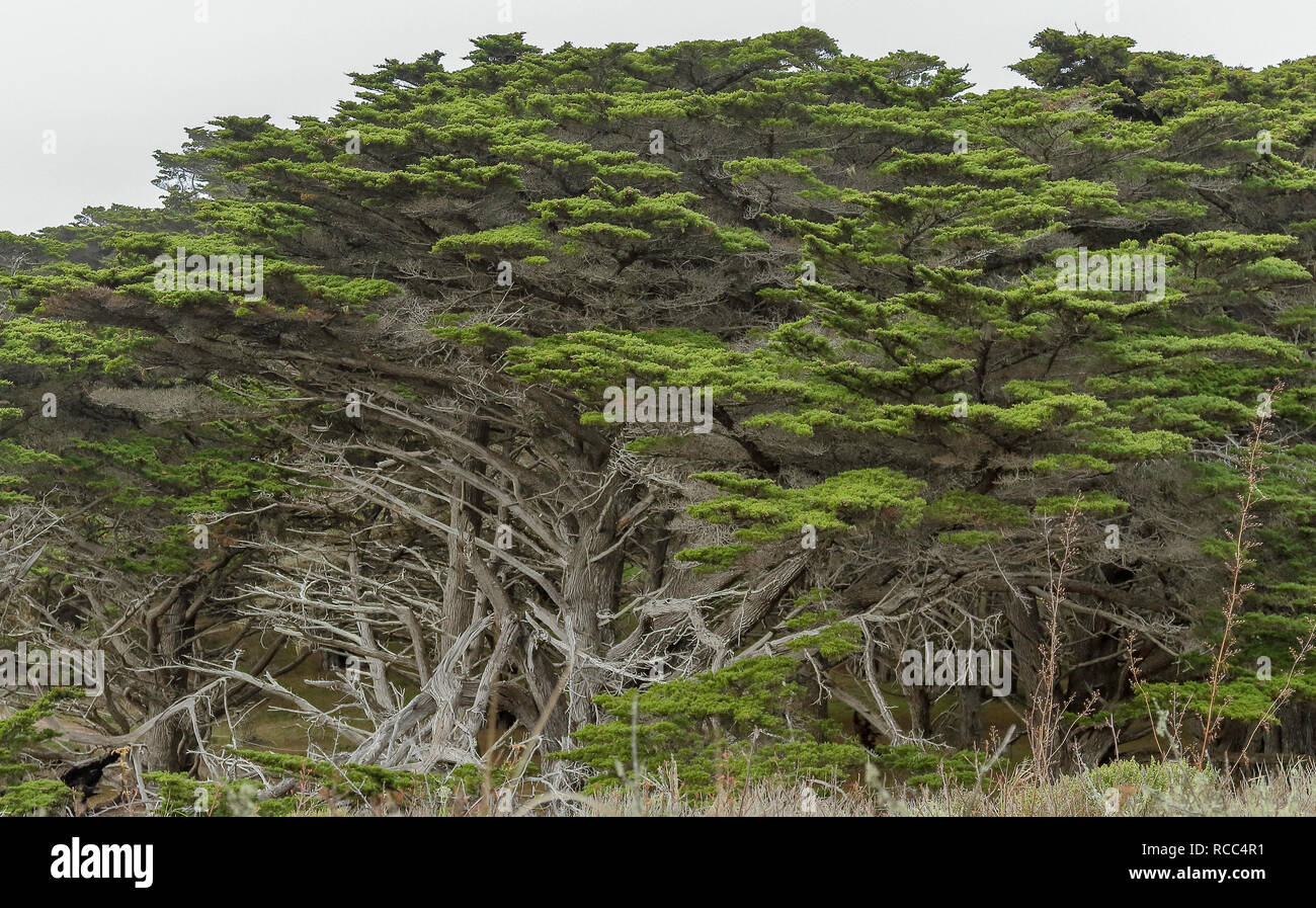 Monterey cyprus tree hi-res stock photography and images - Alamy