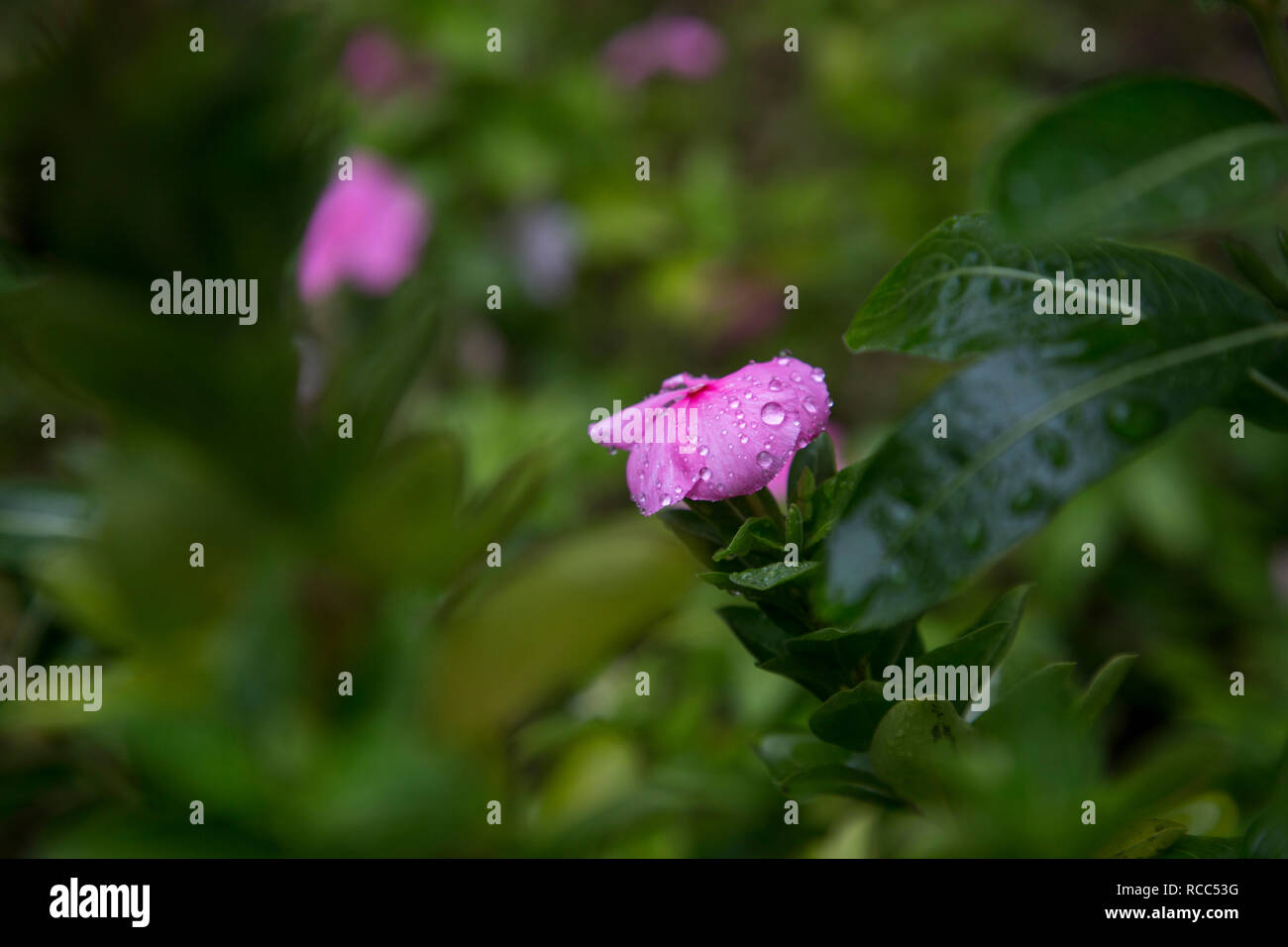 Flowers in the rain, Chulas, Catharanthus roseus Stock Photo - Alamy