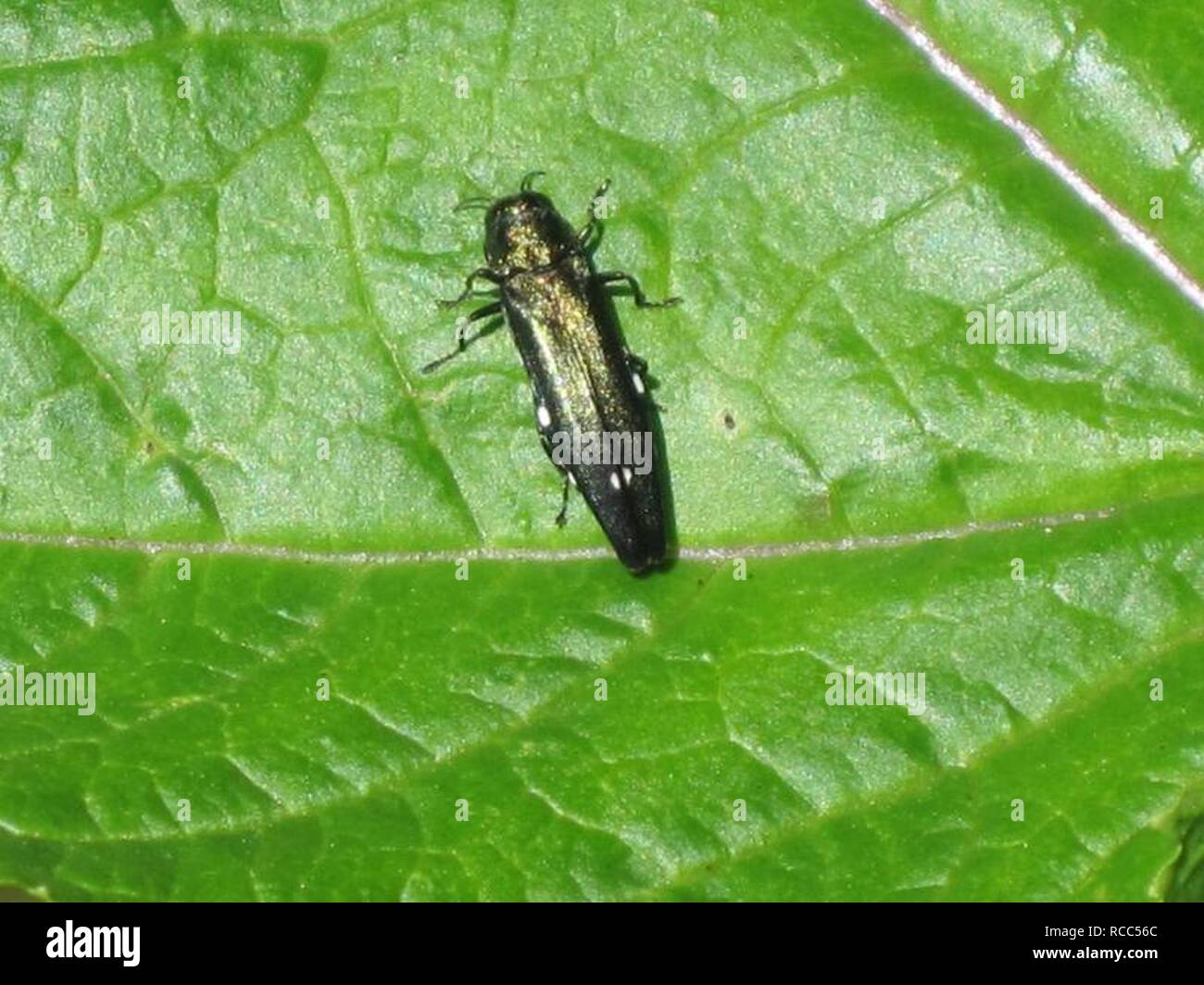 Agrilus biguttatus (Coleoptera sp.) Elst (Gld) the Netherlands - 2 ...