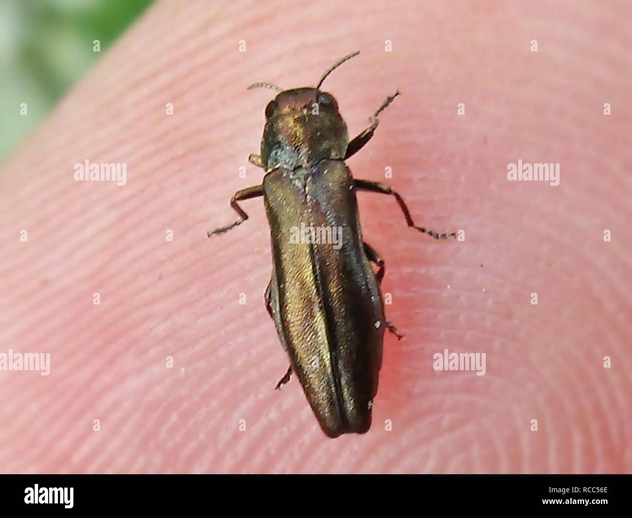 Agrilus spec. (Coleoptera sp.) Elst (Gld) the Netherlands - 2 Stock ...
