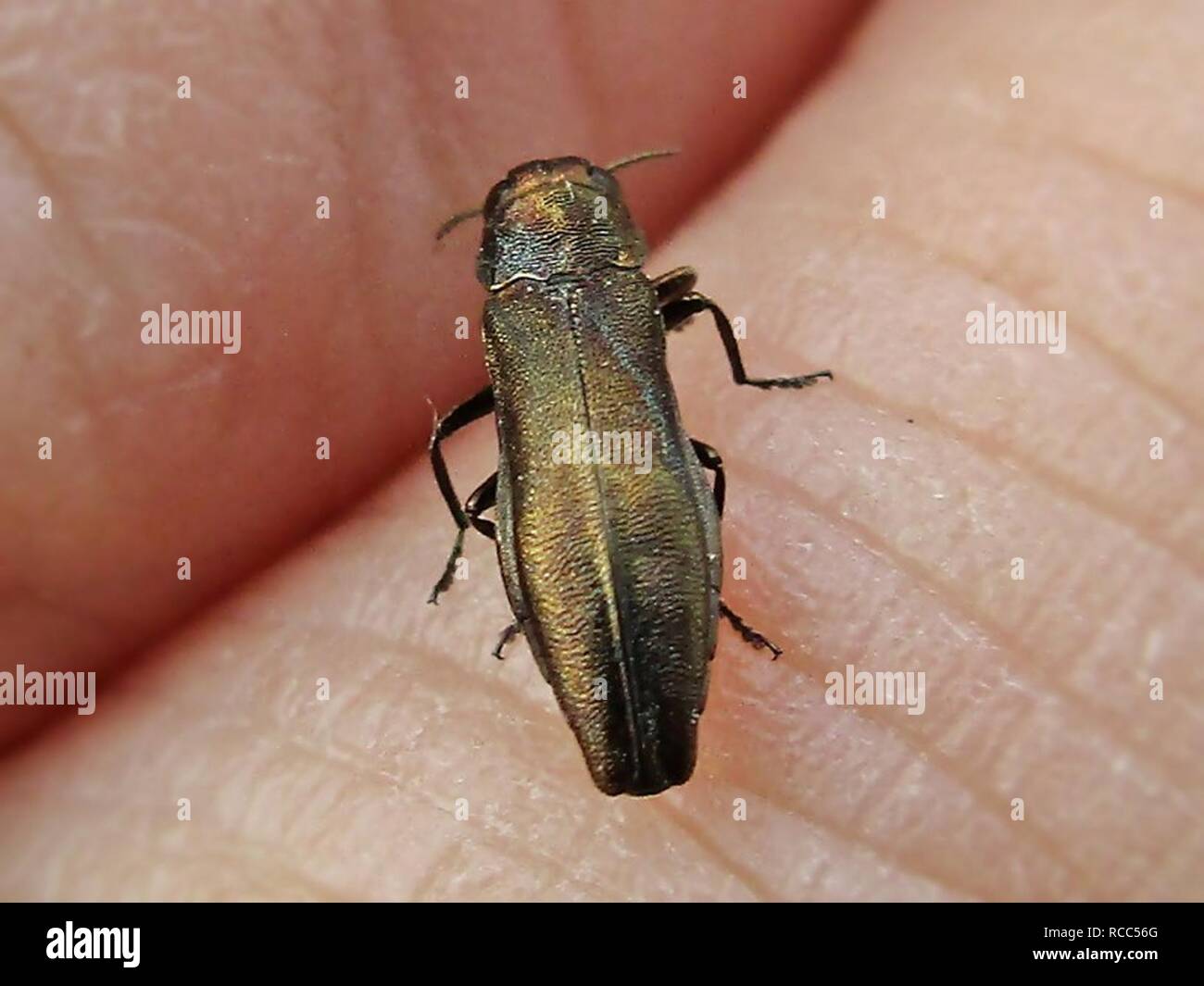 Agrilus spec. (Coleoptera sp.) Elst (Gld) the Netherlands Stock Photo ...