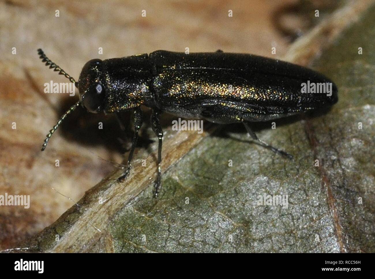 Agrilus angustulus hi-res stock photography and images - Alamy