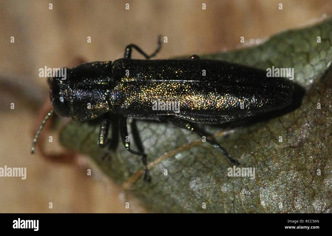 Agrilus angustulus hi-res stock photography and images - Alamy