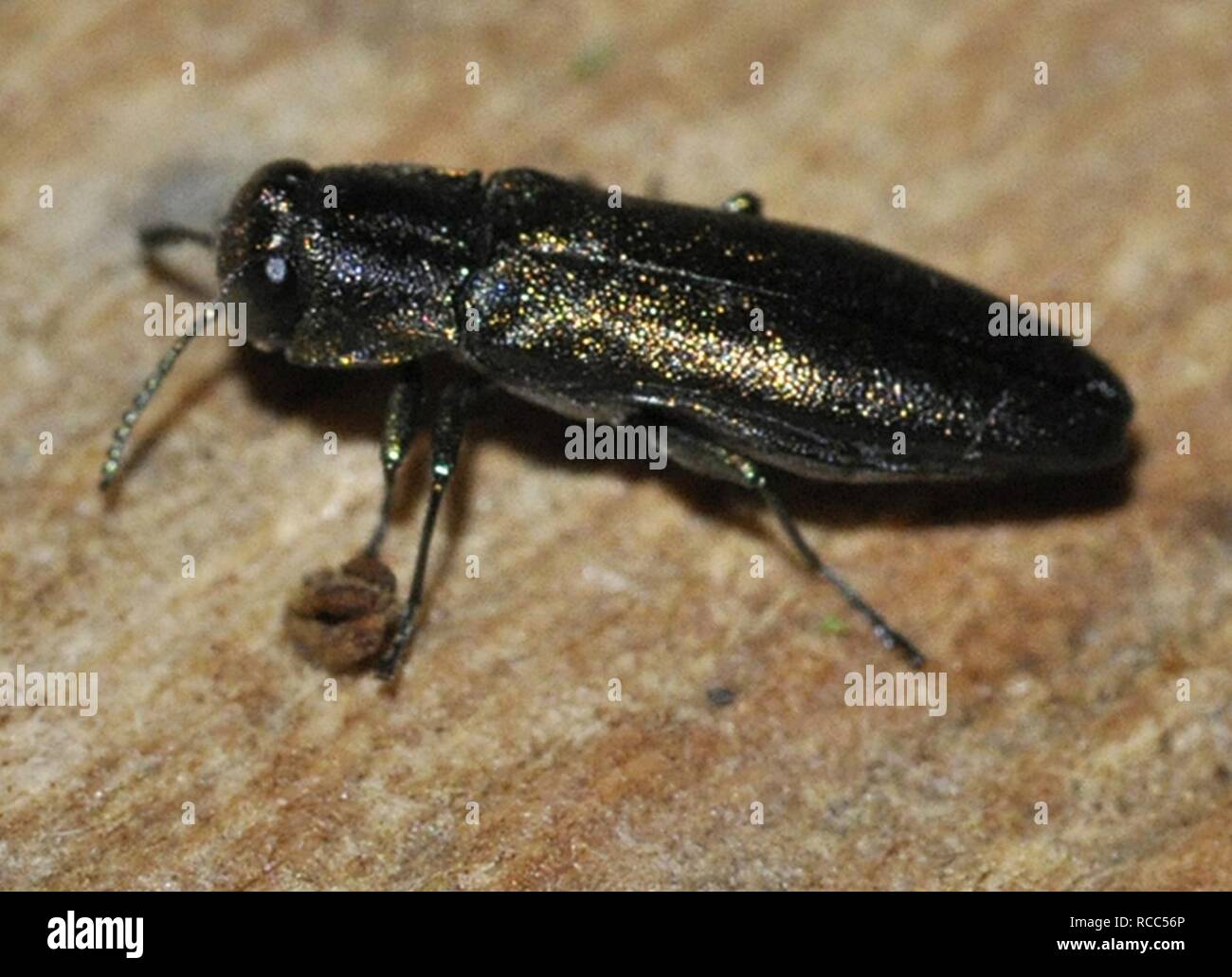 Agrilus angustulus hi-res stock photography and images - Alamy