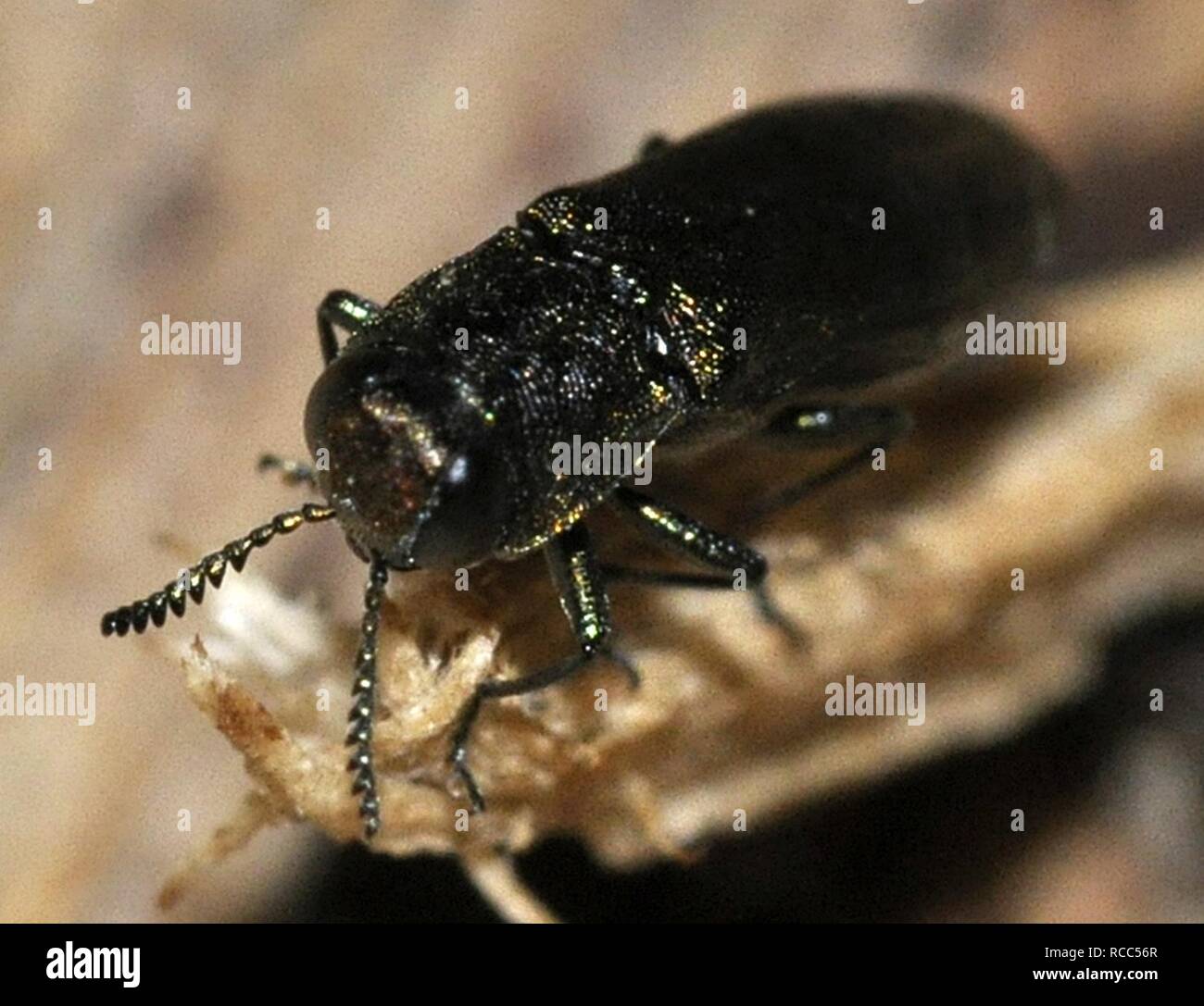 Agrilus angustulus hi-res stock photography and images - Alamy