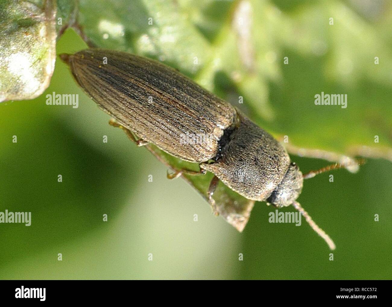 Agriotes hi-res stock photography and images - Alamy