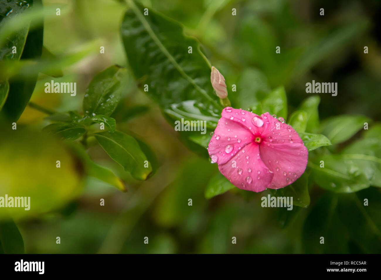 Flowers in the rain, Chulas, Catharanthus roseus Stock Photo - Alamy
