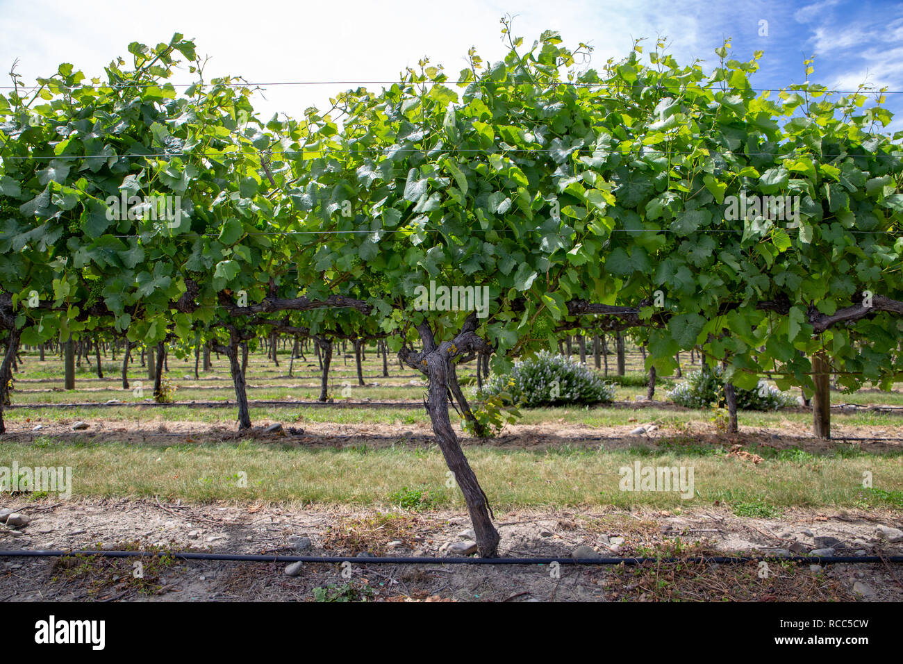 Grapevine trellis hi-res stock photography and images - Alamy