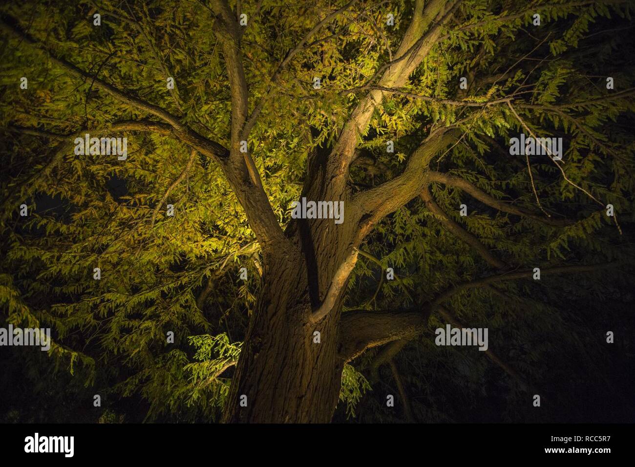 Ahuehuetes Chapultepec 0320 (38120373731 Stock Photo - Alamy