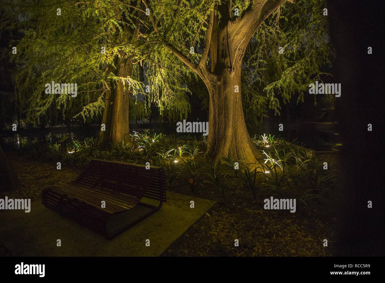 Ahuehuetes hi-res stock photography and images - Alamy