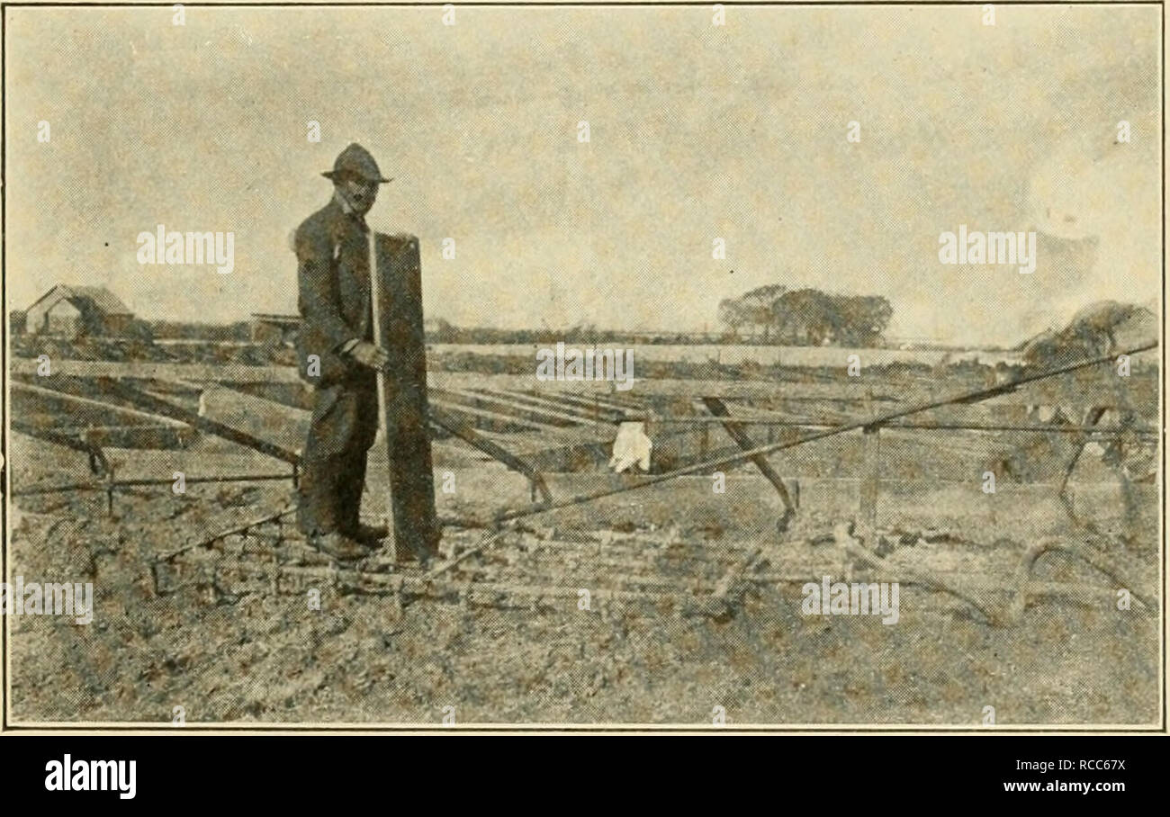 Perforated plant part hi-res stock photography and images - Alamy