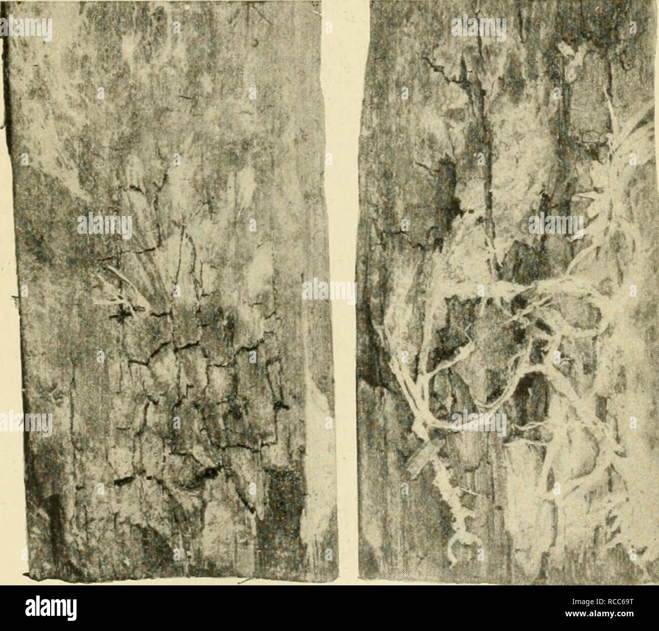 . Diseases of economic plants. Plant diseases. Trees and Timber 373 ...