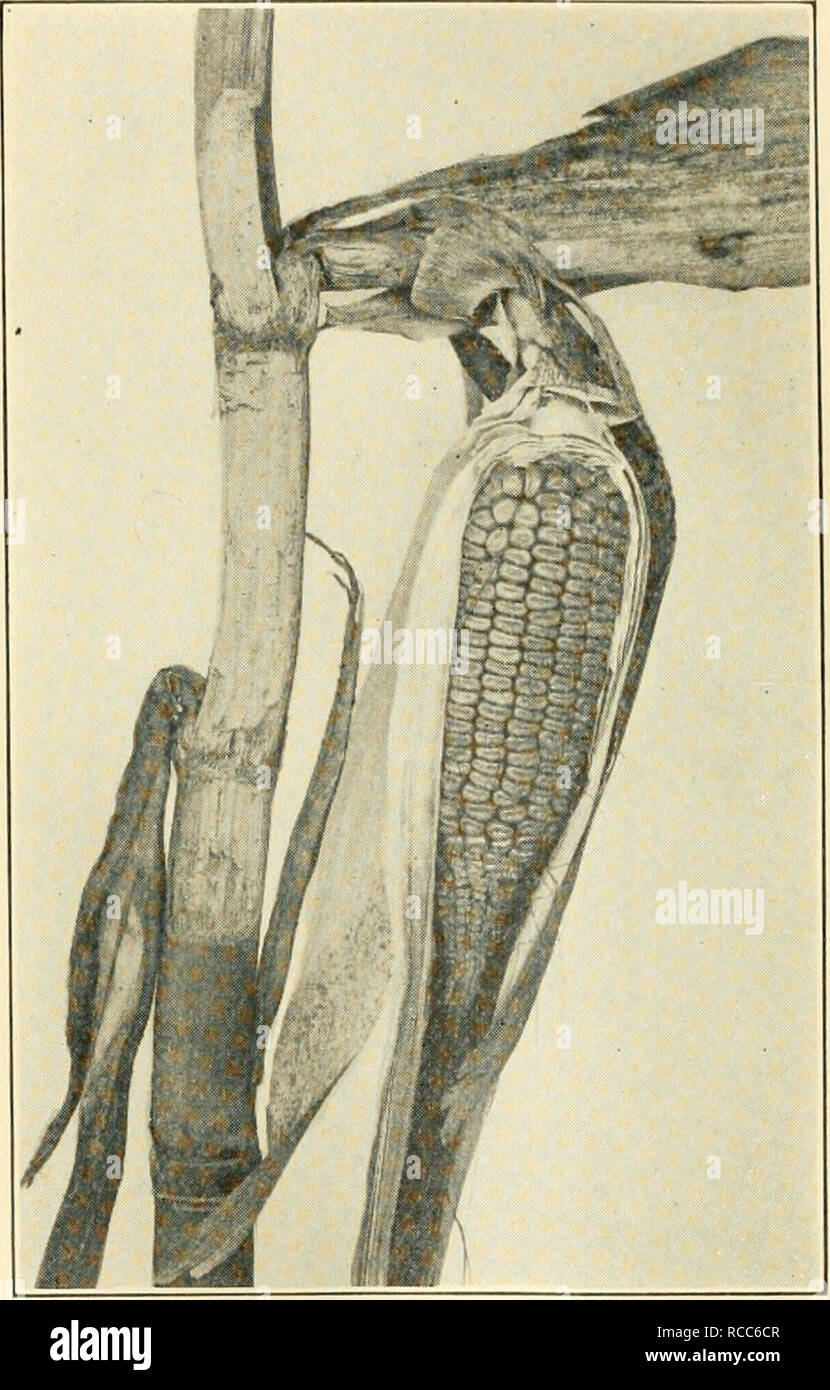 Fusarium corn hi-res stock photography and images - Alamy