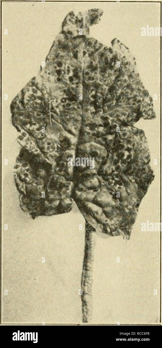 Entyloma hi-res stock photography and images - Alamy