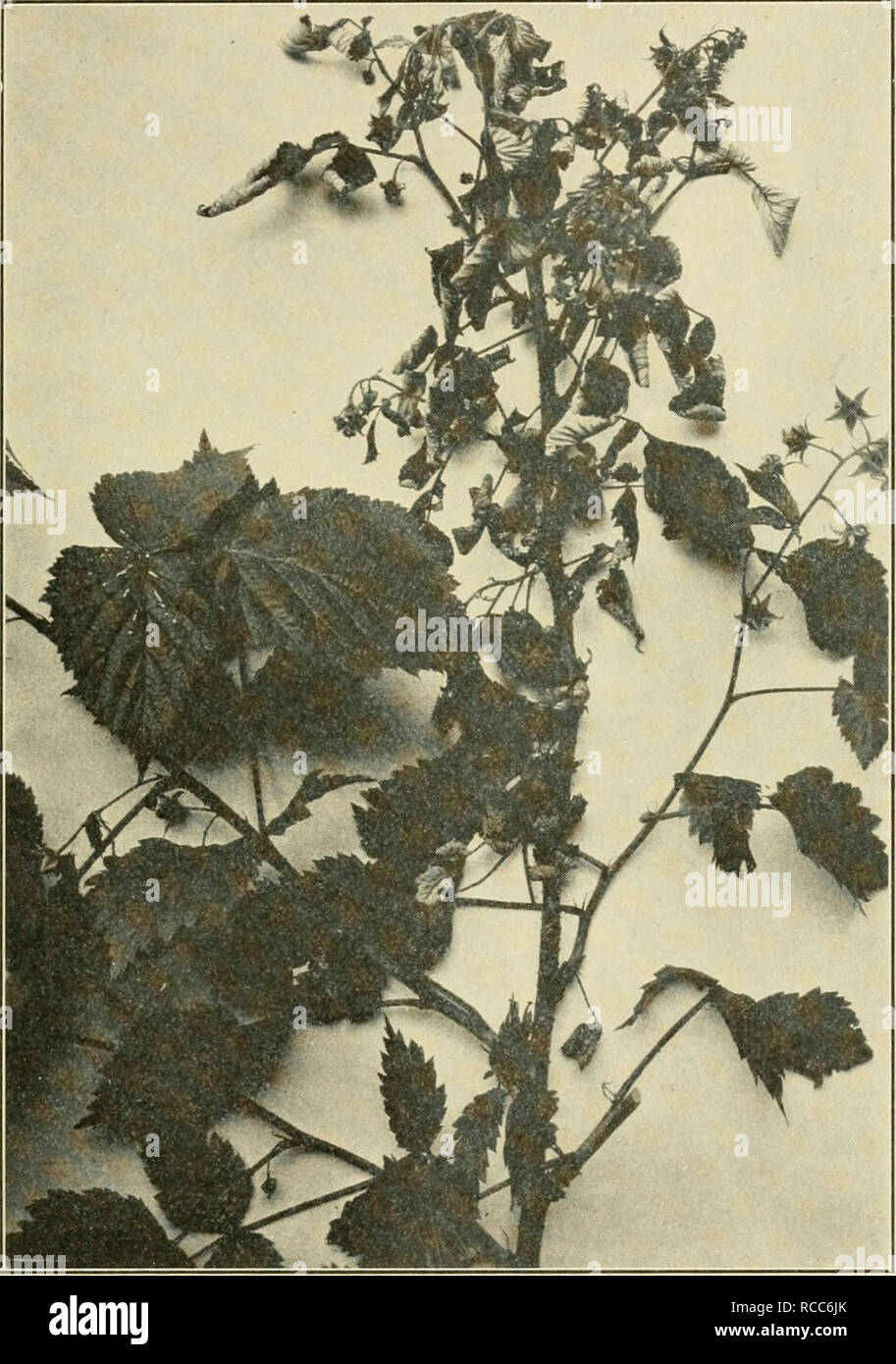 Raspberry cane blight hi-res stock photography and images - Alamy