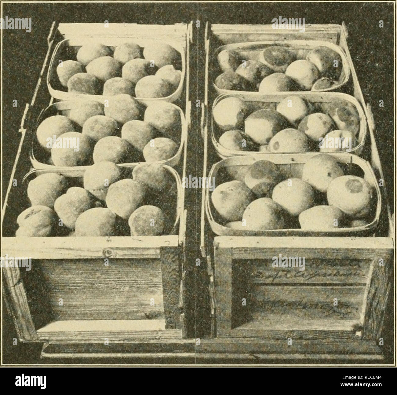 Brown rot pears hi-res stock photography and images - Alamy