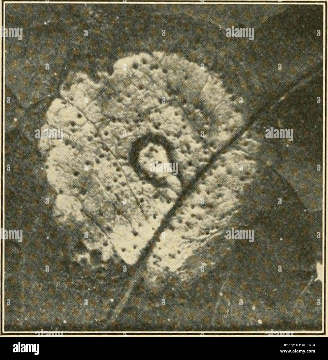 Potato rust spot hi-res stock photography and images - Alamy