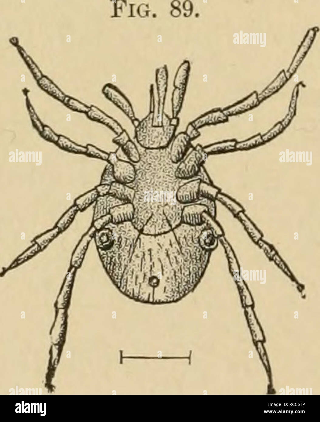 . Diseases of the dog and their treatment. Dogs. Hsematopinus piliferus ...