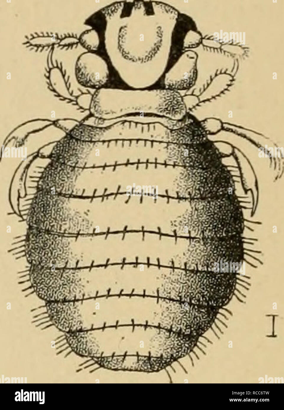 . Diseases of the dog and their treatment. Dogs. Hsematopinus piliferus ...