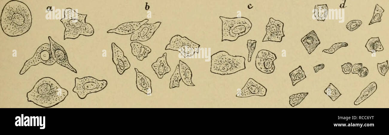 . Diseases of the dog and their treatment. Dogs. EXAMINATION OF THE ...