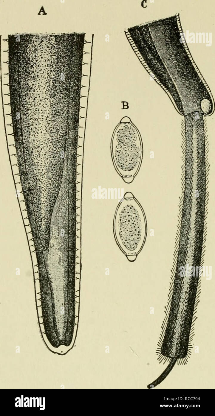 Disten hi-res stock photography and images - Alamy